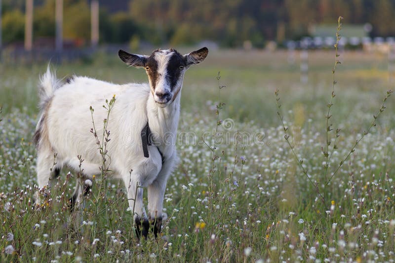 Young hornless goat stock photo. Image of cute, mammal - 10611398