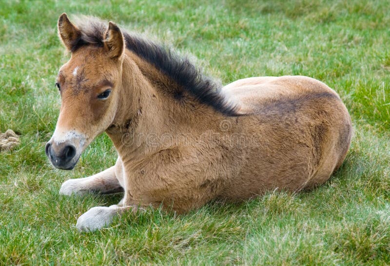 Young horse colt stock photo. Image of male, field, agricultural - 10193710