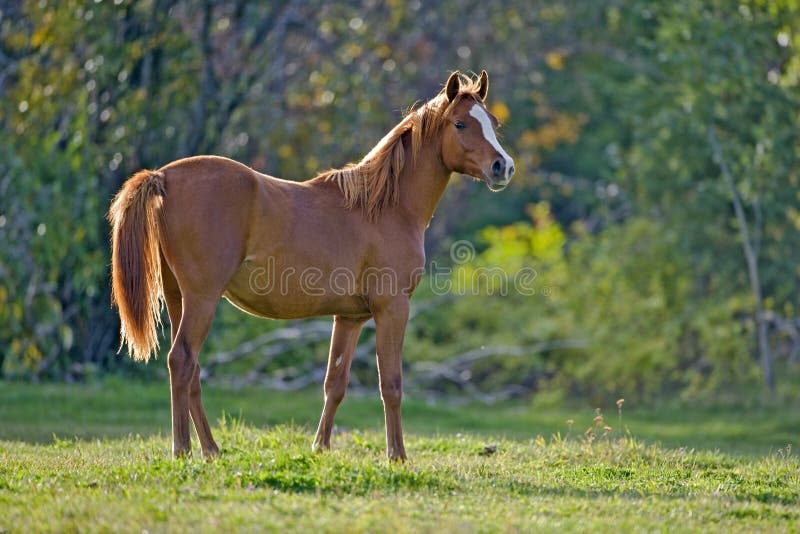 Young Horse in meadow stock image. Image of chestnut - 34641595