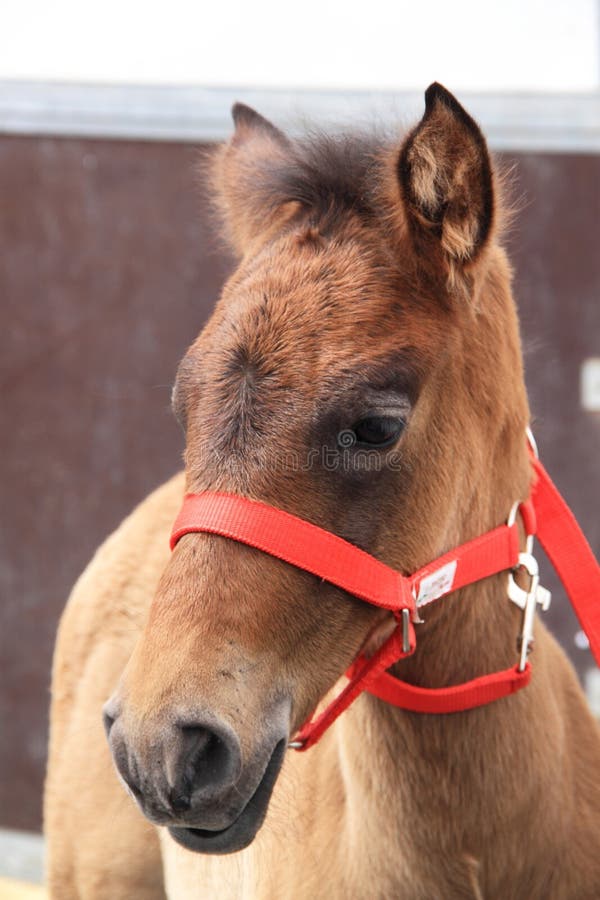 Young Horse with Red Bridle Stock Photo - Image of nature, closeup ...