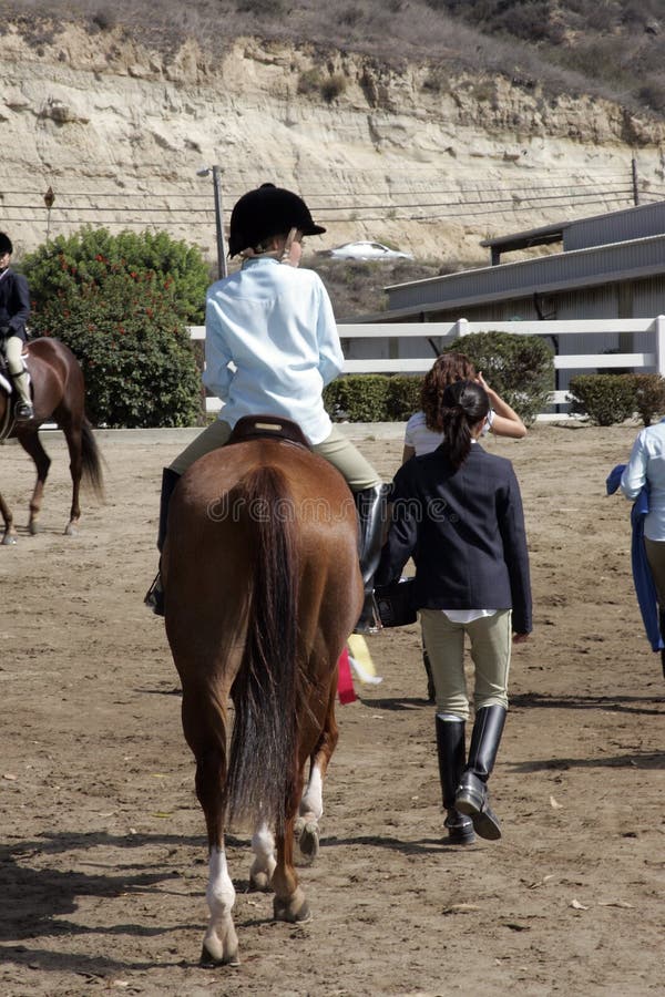Young horse rider stock image. Image of competition, gelding - 1230445