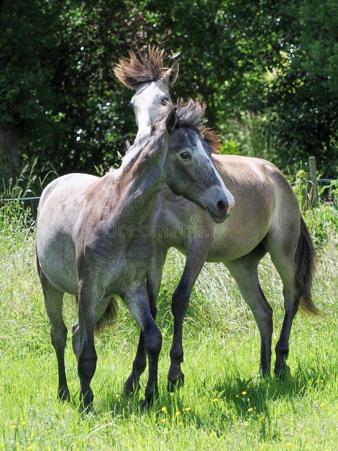 Two Young Colts Stock Photos - Free & Royalty-Free Stock Photos from ...