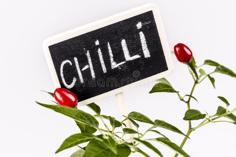 Young Hot Pepper or Chilli with Sign and Text CHILLI Stock Photo ...
