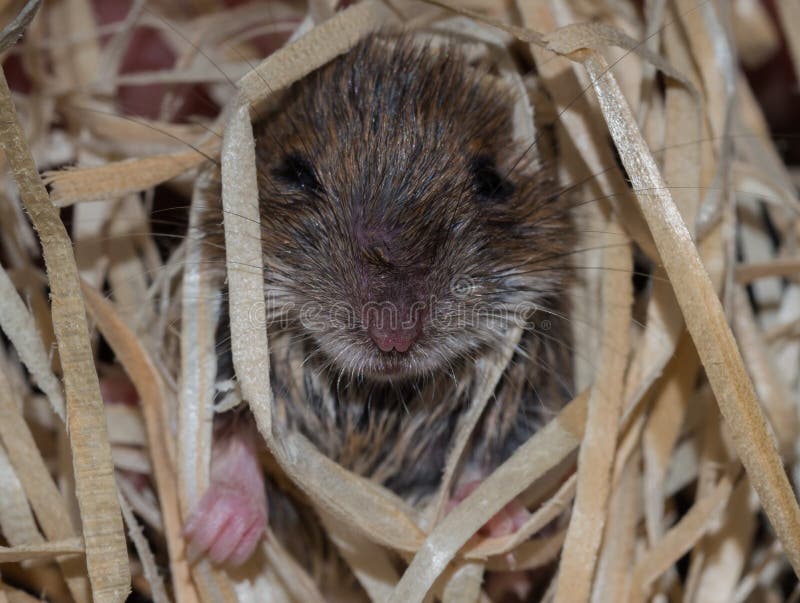 A House Mouse Climbs In The Conifer Stock Image - Image of biology ...