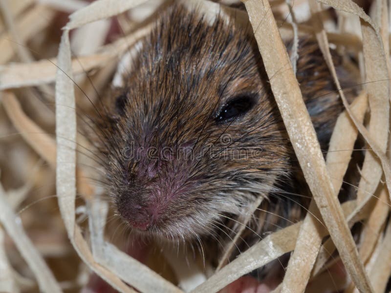A House Mouse Climbs In The Conifer Stock Image - Image of biology ...