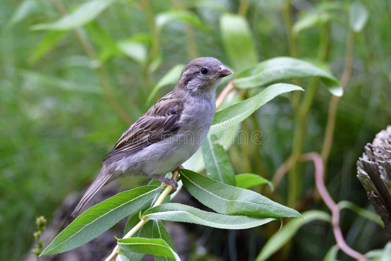 Young house sparrow stock image. Image of young, songbird - 105007567