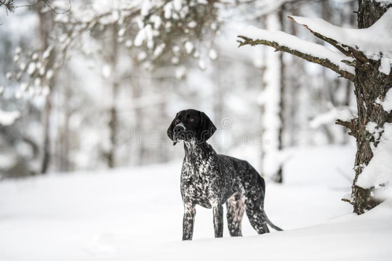 Young Greyster Dog Posing Outdoors in Winter Stock Photo - Image of ...