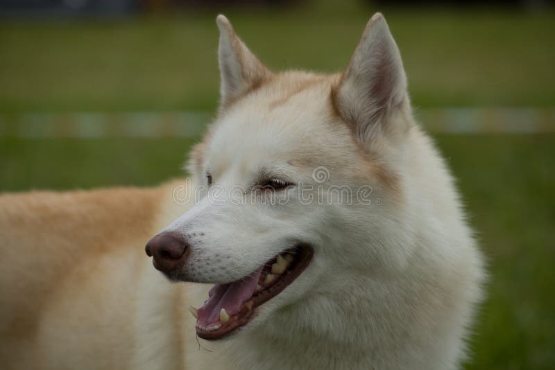 Young husky dog stock photo. Image of breed, carnivore - 157778532