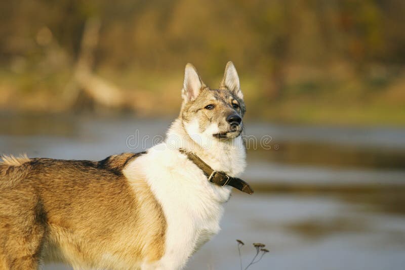 Young Husky Dog on the Open Air Stock Image - Image of beautiful, field ...