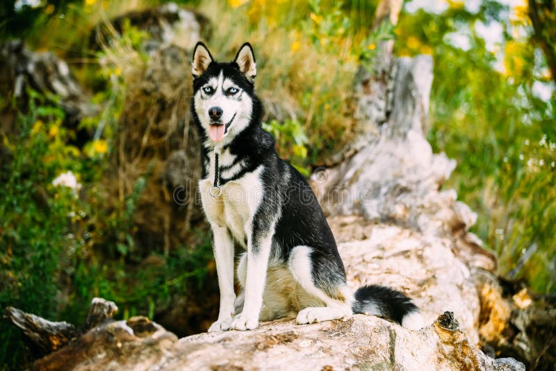 Young Husky Dog Sitting on Trunk of a Fallen Tree. Summer Stock Image ...