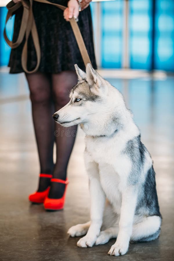 Young Husky Eskimo Dog Feet Mistress Stock Photos - Free & Royalty-Free ...