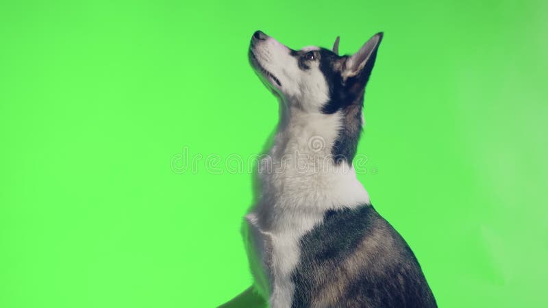 A Young Husky Poses in the Studio on a Green Background Stock Video ...