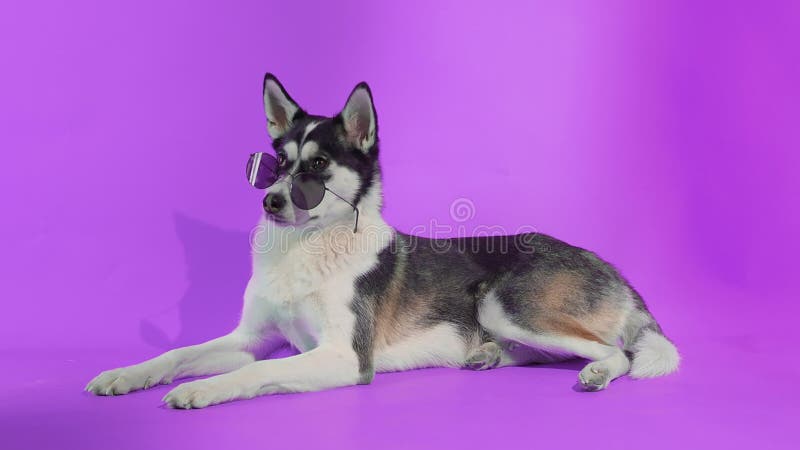 A Young Husky Poses with Sunglasses in the Studio on a Purple ...