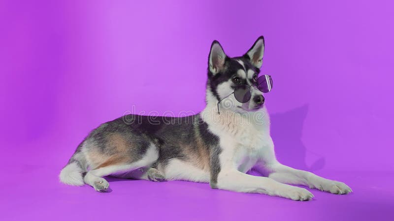 A Young Husky Poses with Sunglasses in the Studio on a Purple ...
