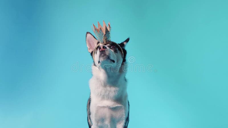 A Young Husky Poses with a Crown on His Head in the Studio on a Blue ...