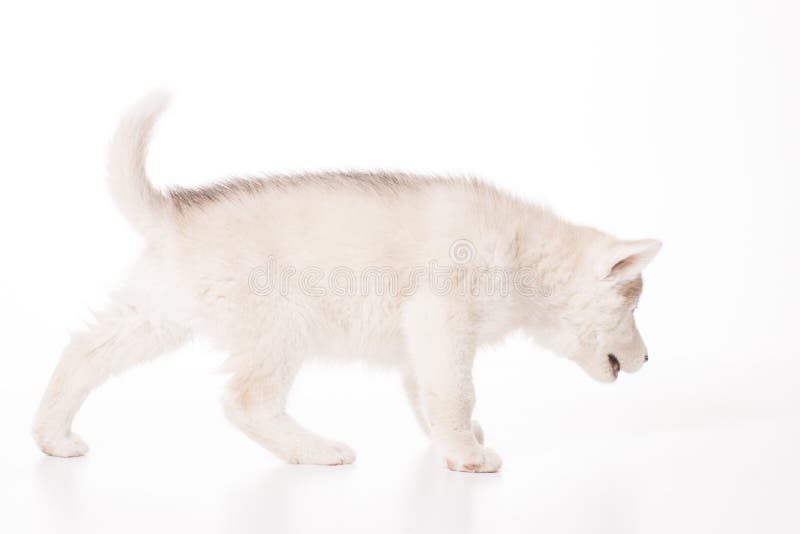 Young Husky Puppy Side View Walking Looking Away Stock Photo - Image of ...