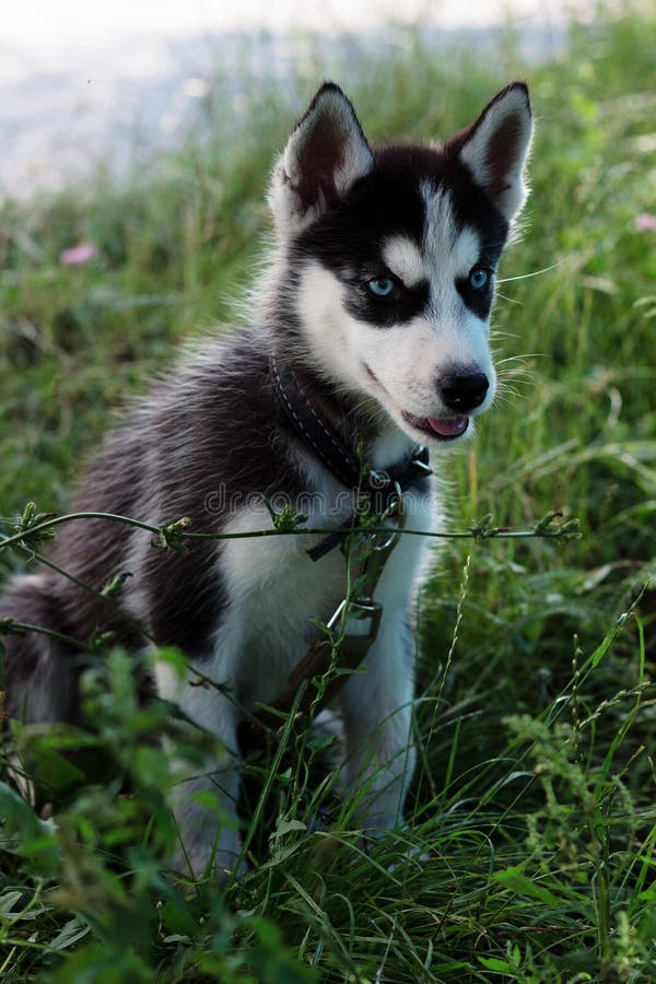 Young husky puppy stock photo. Image of mammal, black - 139707586