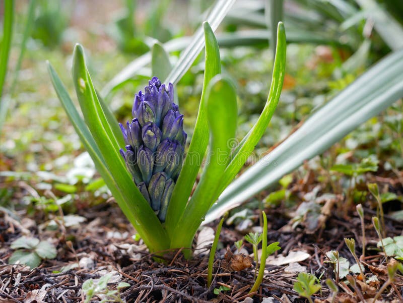 Young Hyacinth Bud on a Garden Bed. Spring Flower Concept Stock Image ...
