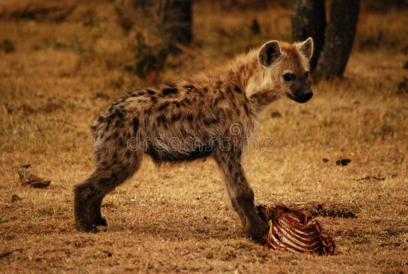 Young Hyena stock photo. Image of animal, baby, savannah - 58139924