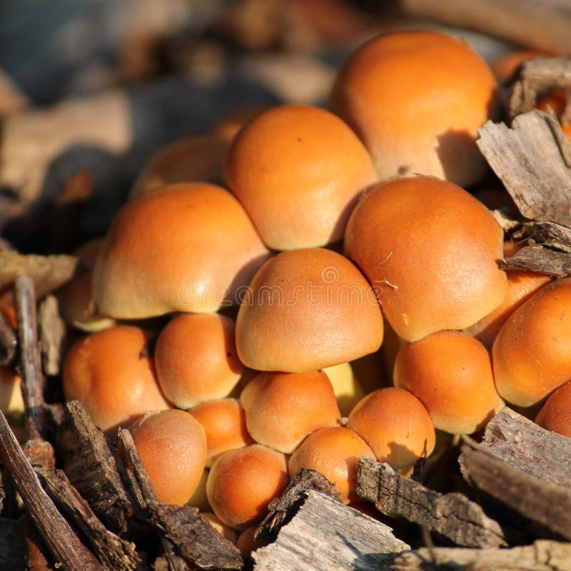 Young Hypholoma Lateritium or Brick Tuft Mushrooms Stock Image - Image ...