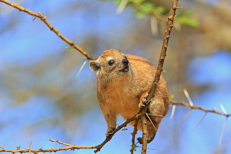 Rock dassie stock image. Image of hyrax, long, safari - 22042027