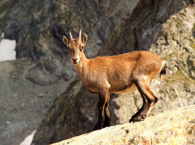 Two young ibex fighting stock image. Image of resting - 2020443