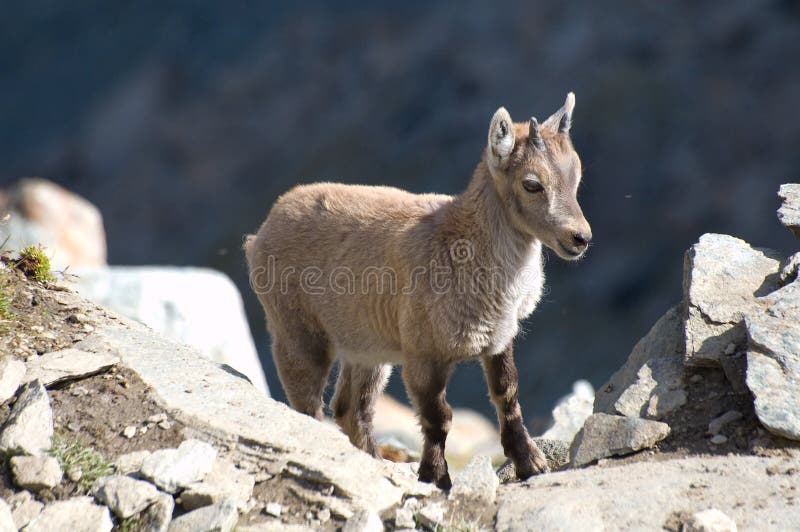 A Young Ibex Looks Around As he Walks in the Tall Grass of a Mountain ...