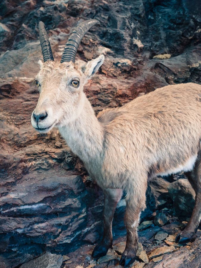 A Young Ibex Looks Around As he Walks in the Tall Grass of a Mountain ...