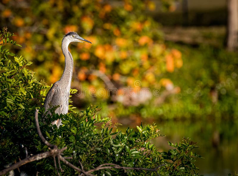 Young, Immature Great Blue Heron Considers Taking First Leap To Fly ...
