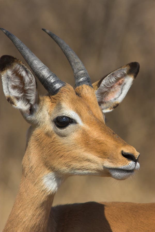 Male impala antelope stock photo. Image of african, male - 18652892