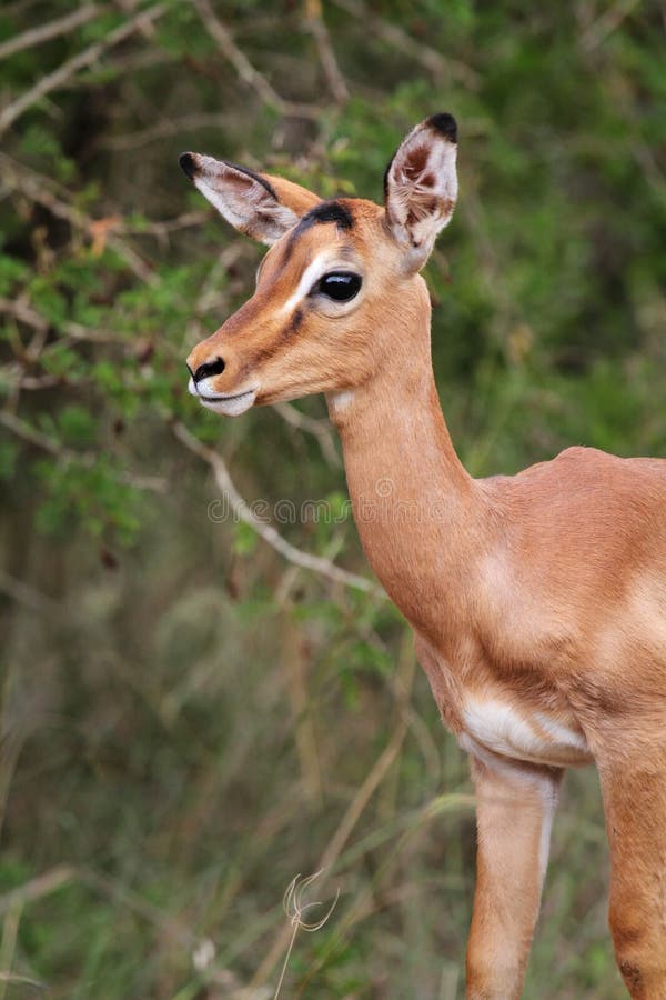 Young Impala stock image. Image of wild, nature, young - 24382419
