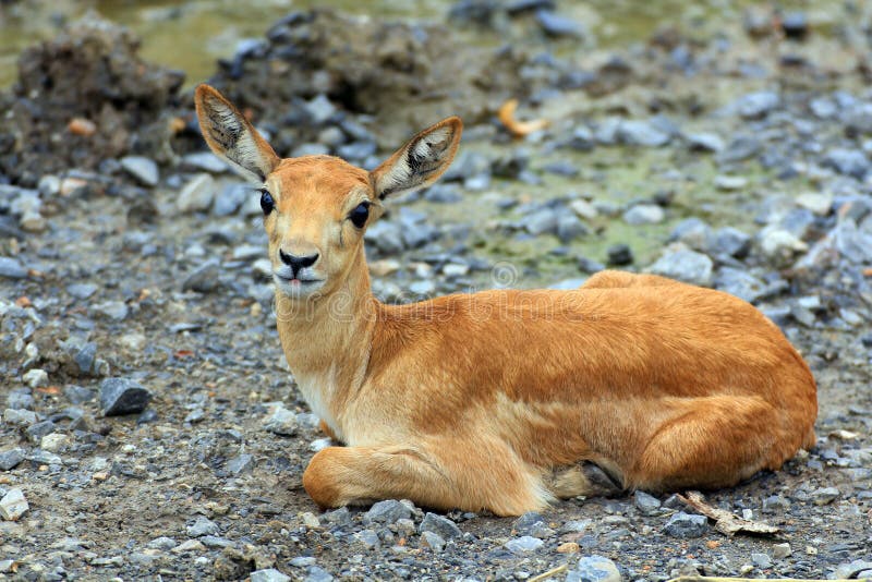 Young Impala stock image. Image of antelope, beautiful - 26467683