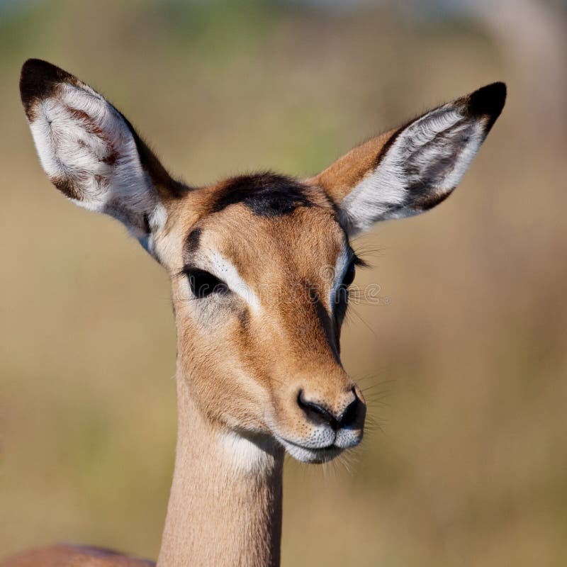 Young Impala stock photo. Image of impala, game, eyes - 9459718