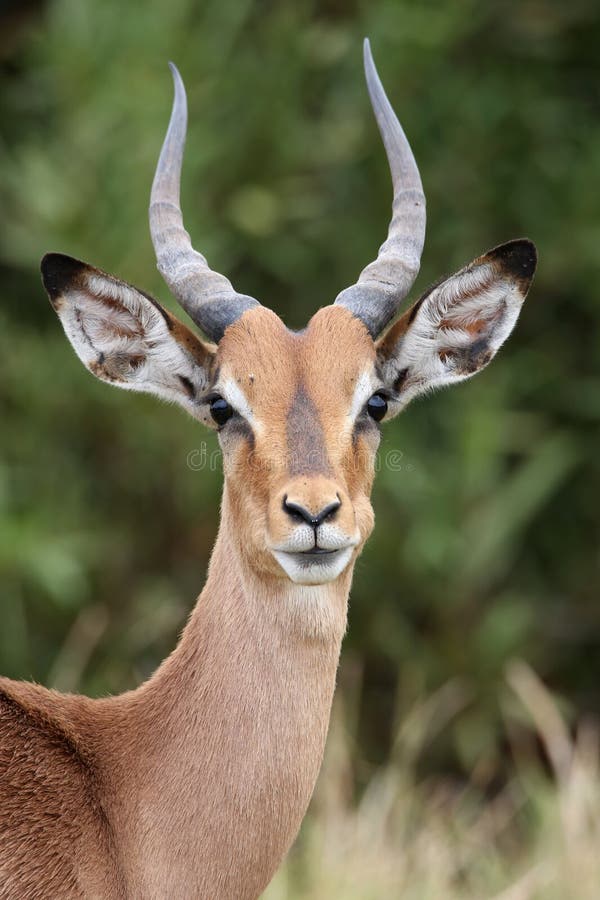 Young Impala Antelope stock photo. Image of gazelle, horned - 37565386