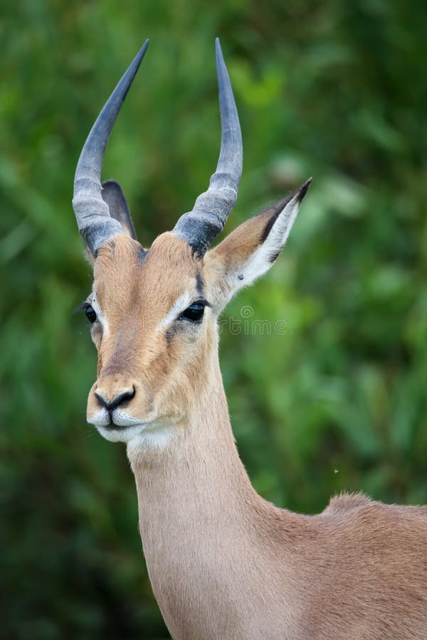 Young Impala Antelope Portrait Stock Photo - Image of african, portrait ...