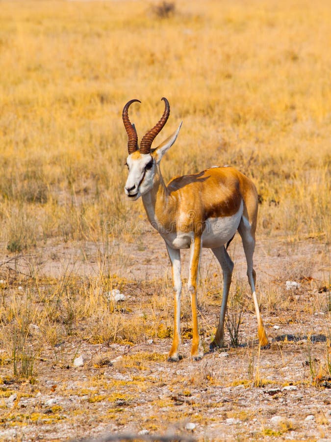 Male Impala Antelope, Aepyceros Melampus, Living In Eastern And ...