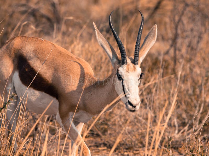 Impala In The Natural Habitat Of Savanna, Africa Stock Photo - Image of ...