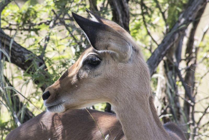 Young Impala stock photo. Image of antelope, impala, safari - 92467530