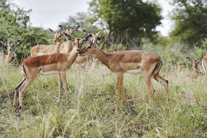 Young Impala love stock image. Image of herd, animal - 19272043