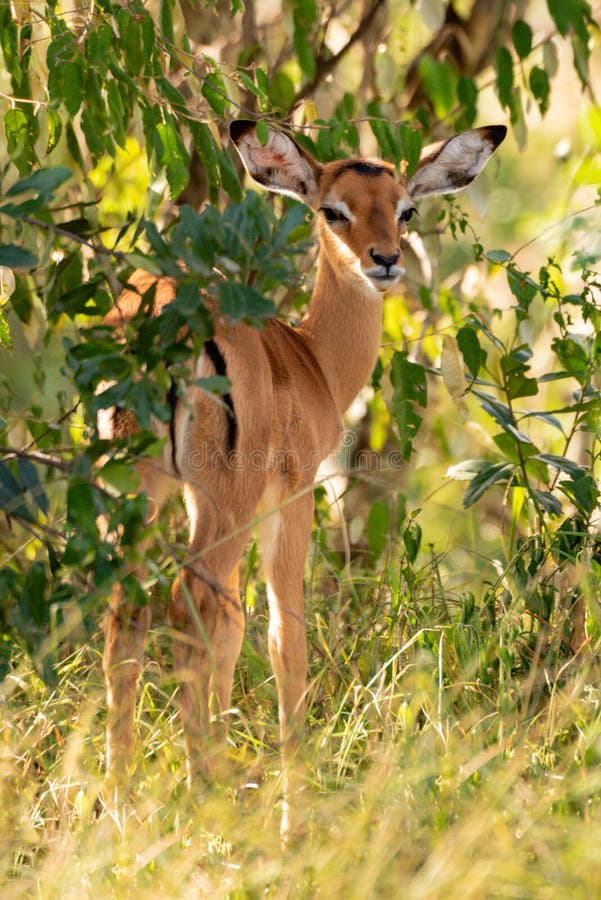 Young Impala Stands in Bushes Looking Back Stock Image - Image of klein ...