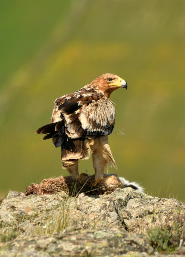 Young Imperial Eagle in Spring in the Field Stock Photo - Image of bird ...