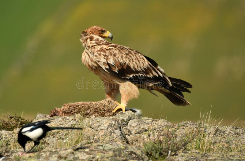 Young Imperial Eagle in Spring in the Field Stock Photo - Image of ...