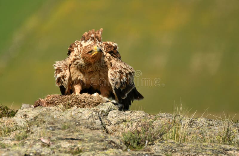 Young Imperial Eagle in Spring in the Field Stock Image - Image of ...