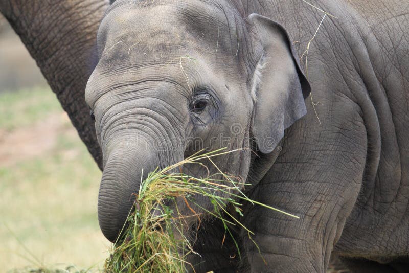 Young indian elephant stock photo. Image of maximus, elephas - 55660596