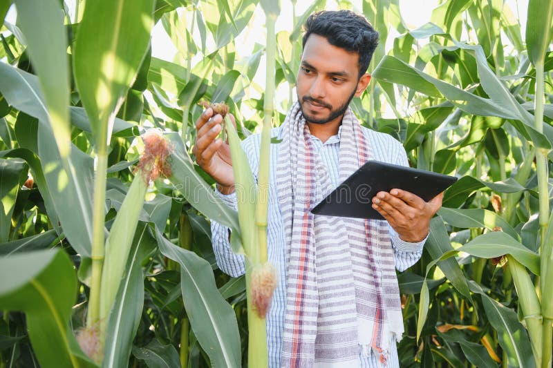 Young Indian Farmer at Corn Field. Stock Image - Image of spring ...