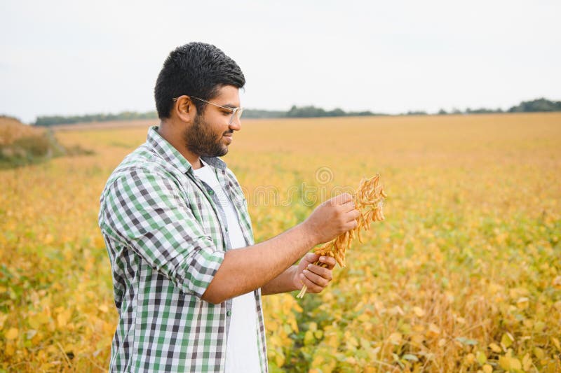 A Young Indian Farmer Works in a Soybean Field Stock Photo - Image of ...