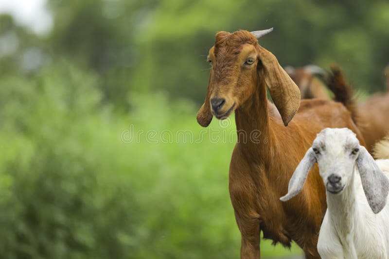 Indian Goat Animal Natural Nature Wallpaper India Stock Photo - Image ...