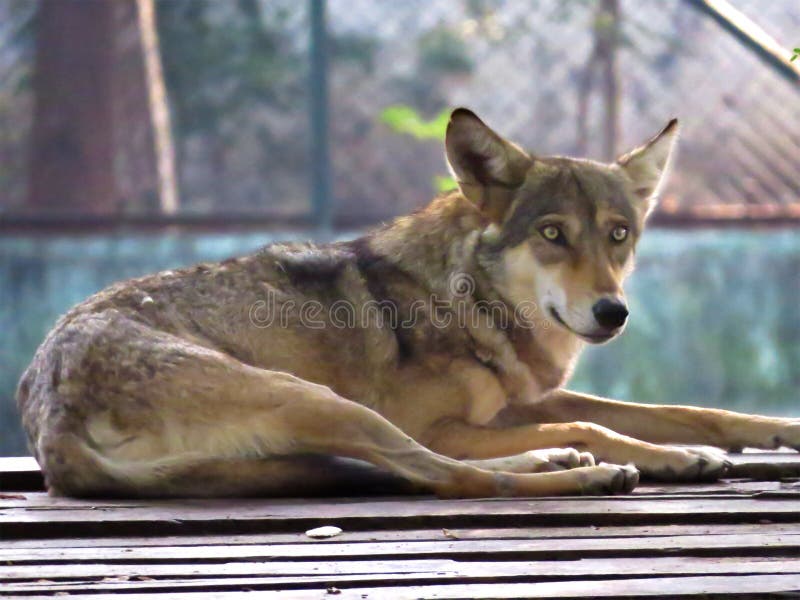 Indian Wolf stock photo. Image of india, subspecies - 256211946
