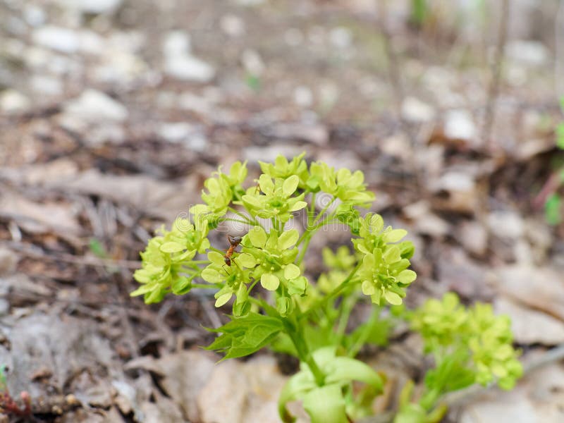 Young Inflorescence Close-up. Leaves and Buds Stock Image - Image of ...
