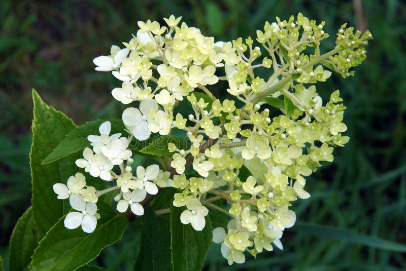 Young Inflorescence of Hydrangea in June Stock Photo - Image of white ...